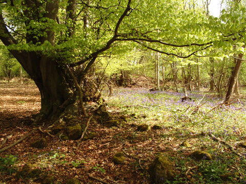 Visiting the Doward | Herefordshire Wildlife Trust
