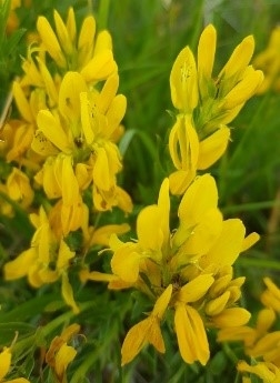 Wildlife update from Birches Farm 2020 - Sarah Cadwallader & David ...