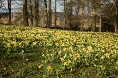 Where to see wild daffodils | Herefordshire Wildlife Trust