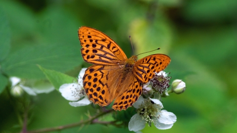 Silver-washed fritillary | Herefordshire Wildlife Trust