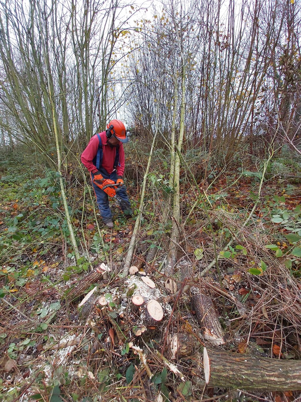 Coppicing at Upper Swingley Nature Reserve | Herefordshire Wildlife Trust