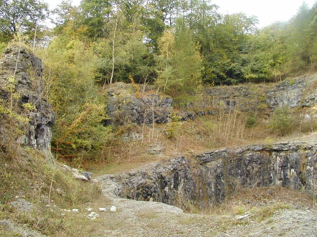 Lord's Wood Quarry | Herefordshire Wildlife Trust