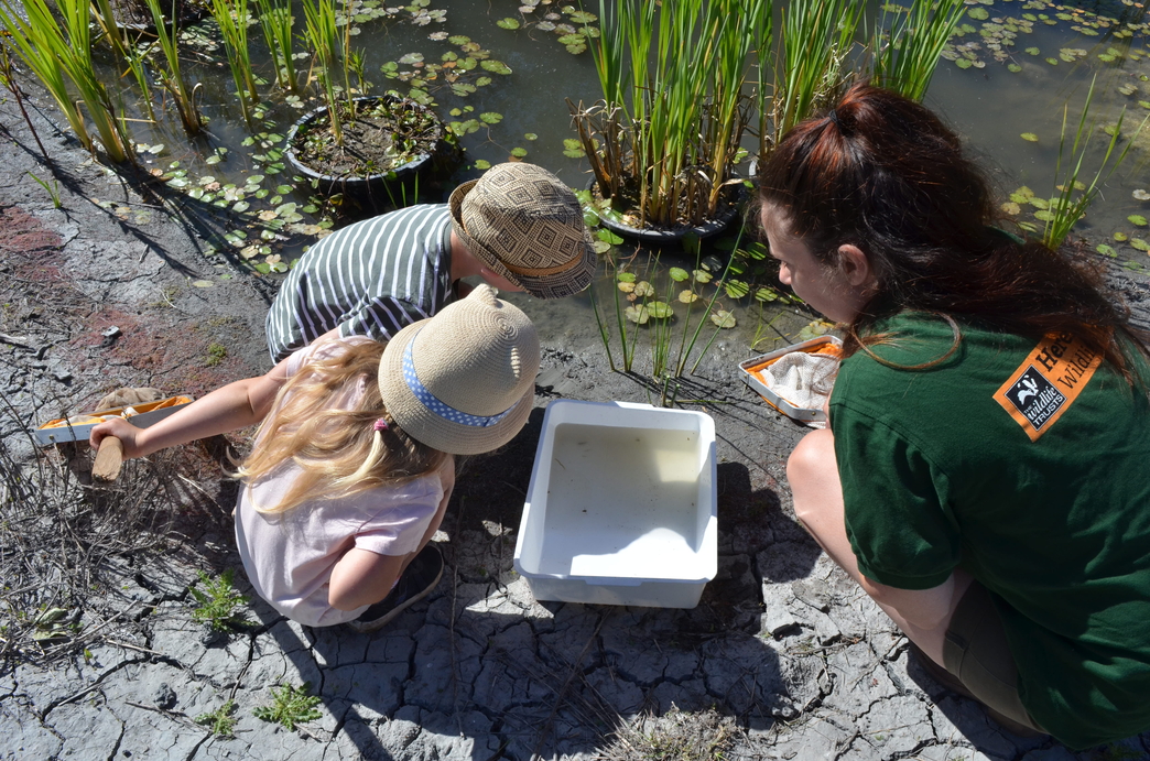 Pond Dippping | Herefordshire Wildlife Trust