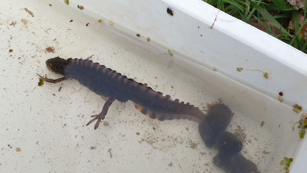 Pond Dippping | Herefordshire Wildlife Trust