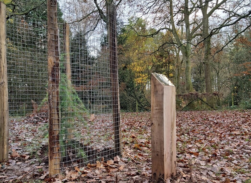 Herefordshire’s King's Coronation Tree planted at Queenswood Arboretum ...