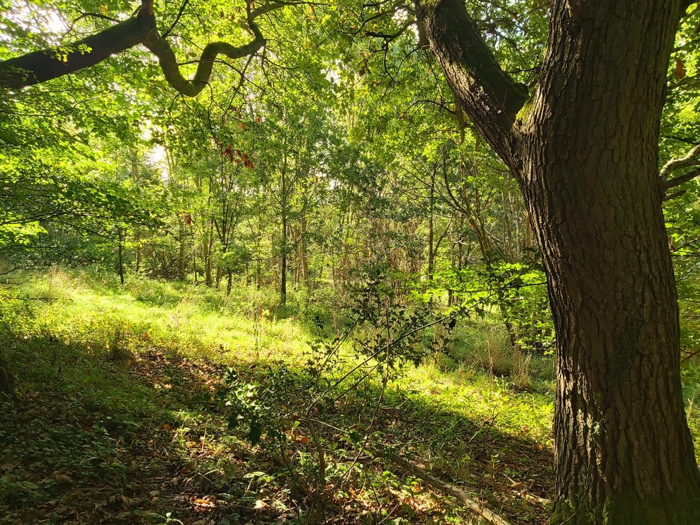 Littley Coppice | Herefordshire Wildlife Trust
