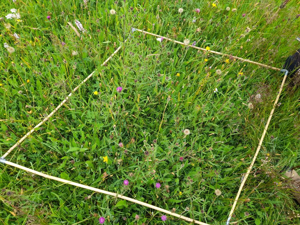 Wildlife & Habitat Surveying | Herefordshire Wildlife Trust