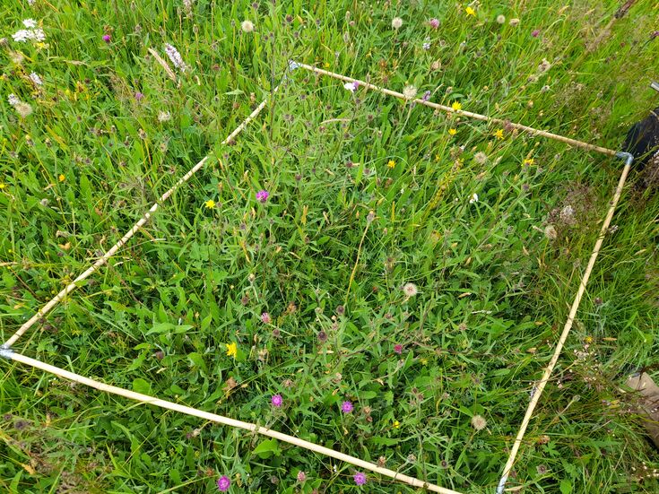 Wildlife & Habitat Surveying | Herefordshire Wildlife Trust