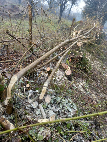 What happens on a volunteer work party? | Herefordshire Wildlife Trust