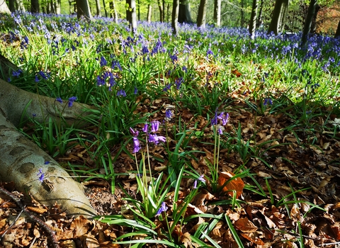 Home | Herefordshire Wildlife Trust